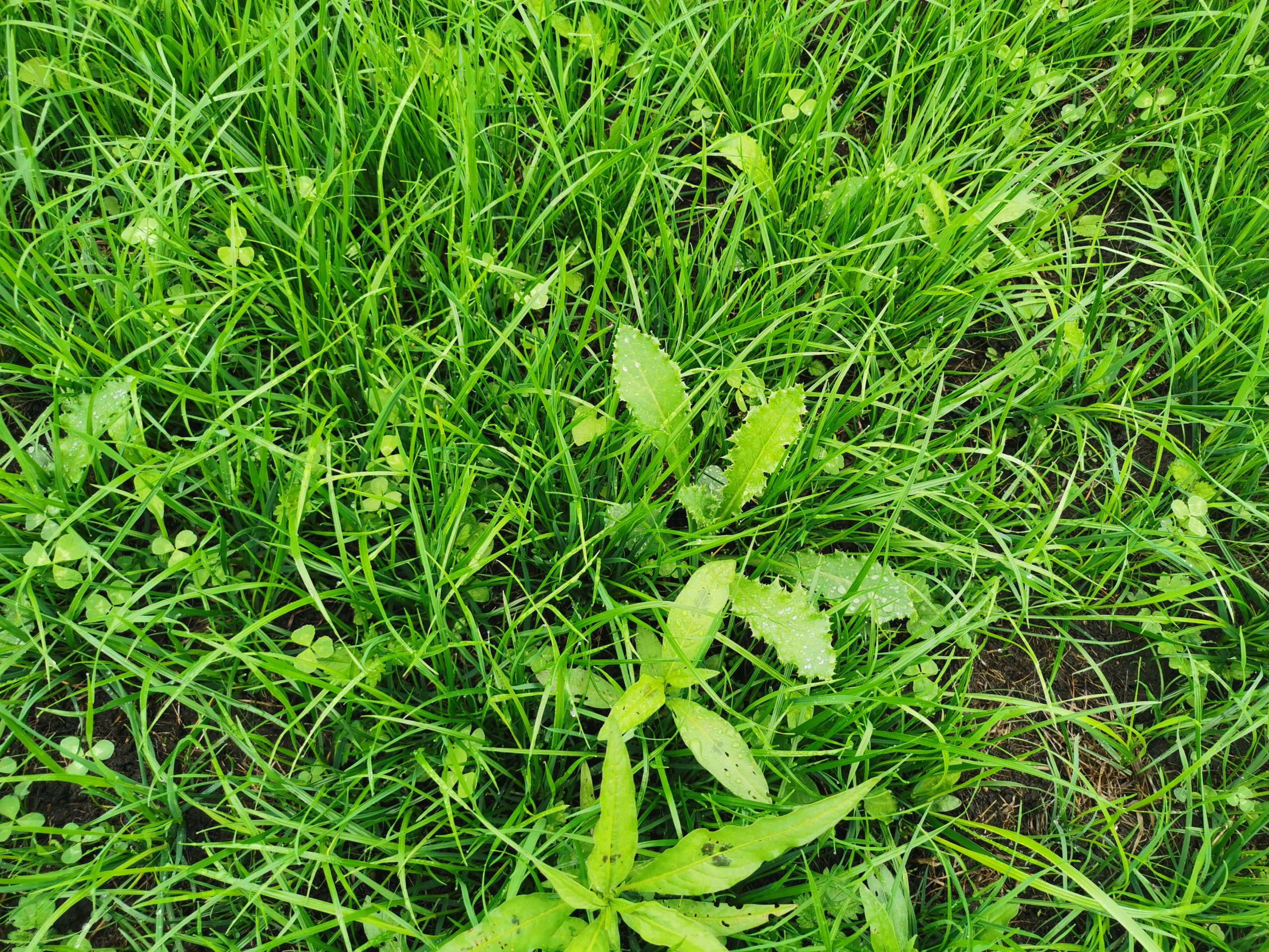 Clean up your paddocks this Spring. - Fane Valley