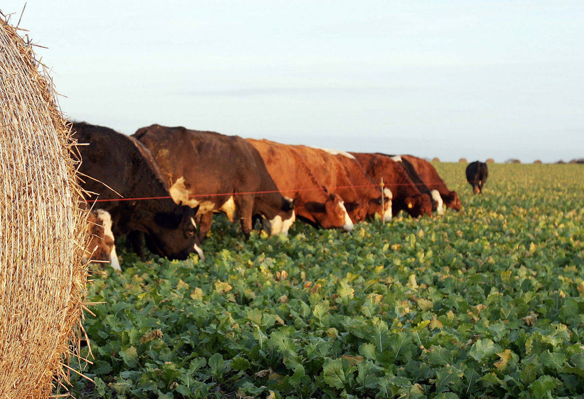 Growing Forage Crops To Reduce Wintering Costs. - Fane Valley