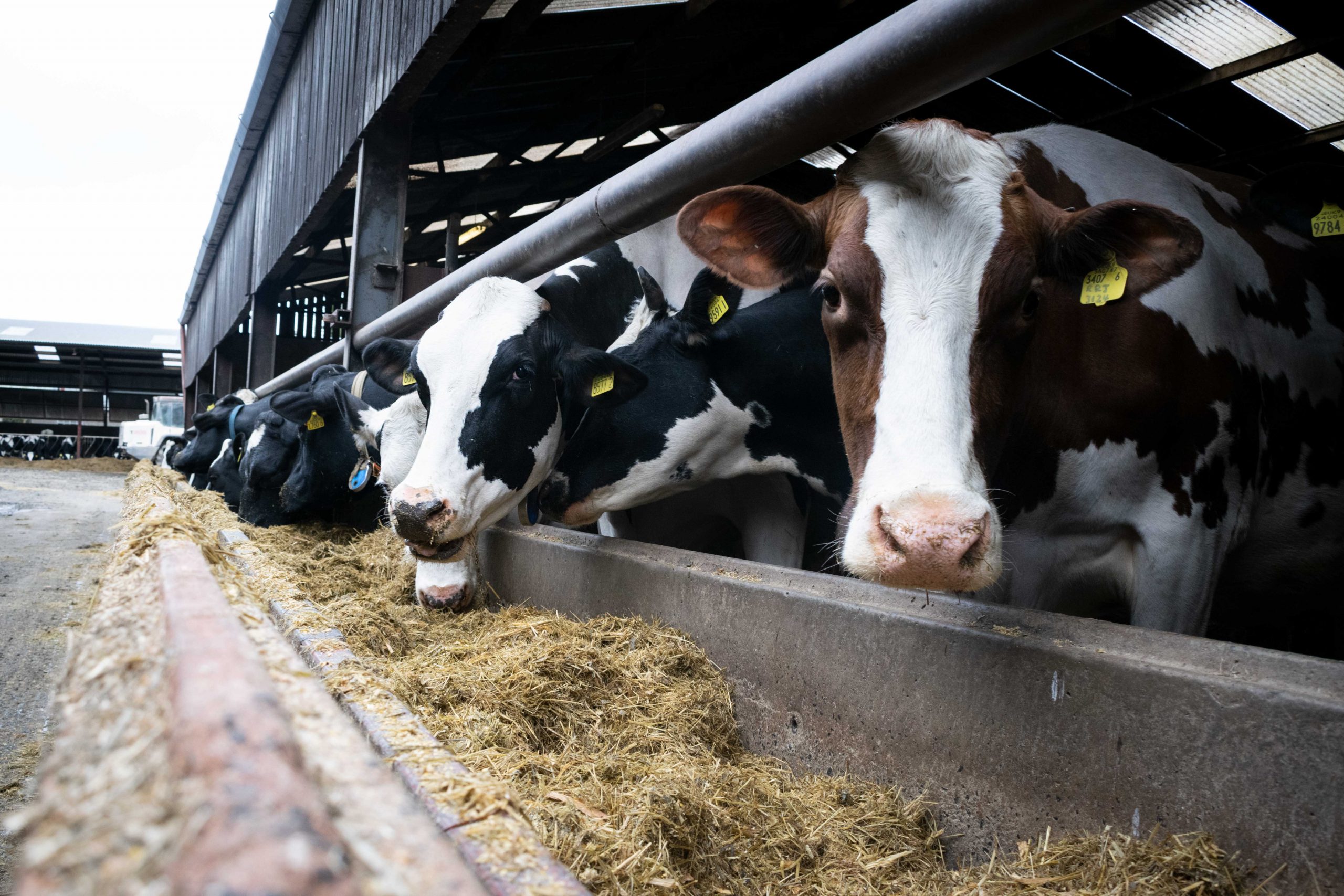 Make Best Use of Your Forage. - Fane Valley