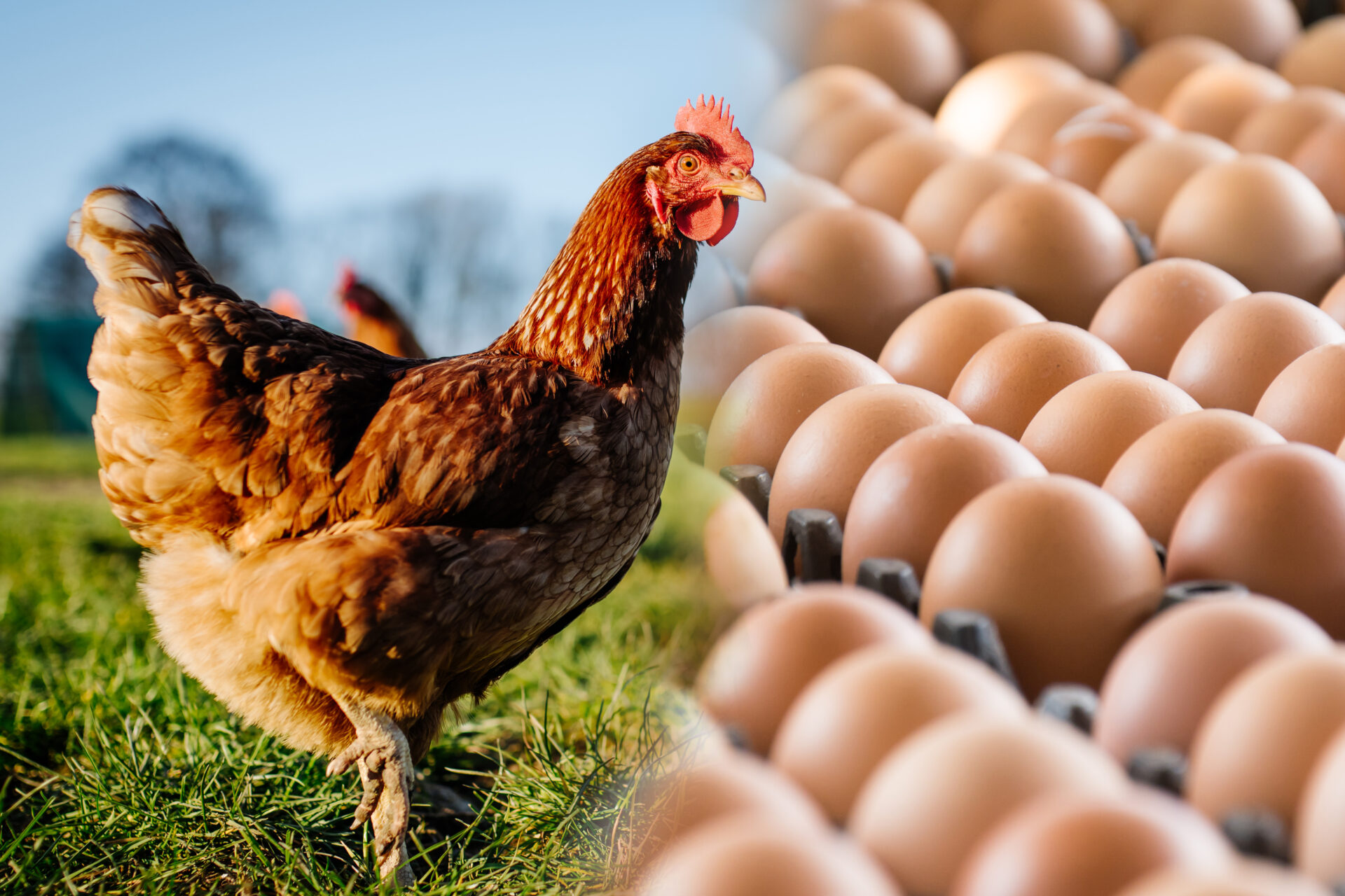 Fane Valley Acquires Interest in Ready Egg Products Ltd. - Fane Valley