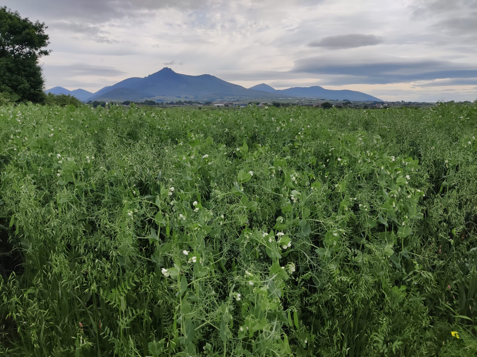 Unlock the Power of Wholecrop Cereal Silage: Boost Yields & Maximise ...