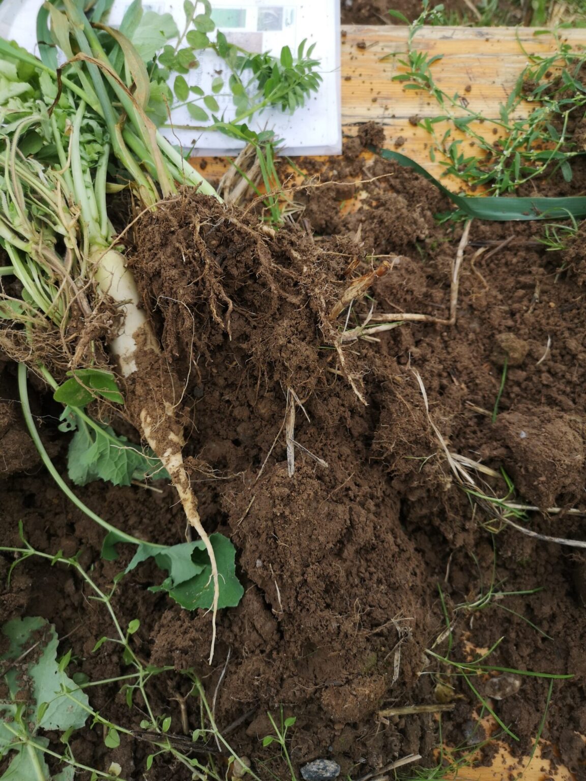 The Benefits of Using Cover Crops in Your Rotation - Fane Valley
