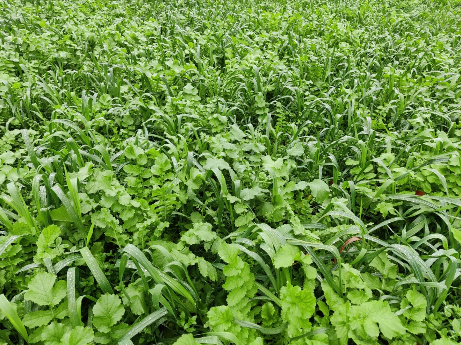 The Benefits of Using Cover Crops in Your Rotation - Fane Valley
